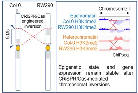 Leibniz-Institut für Pflanzengenetik und Kulturpflanzenforschung ...